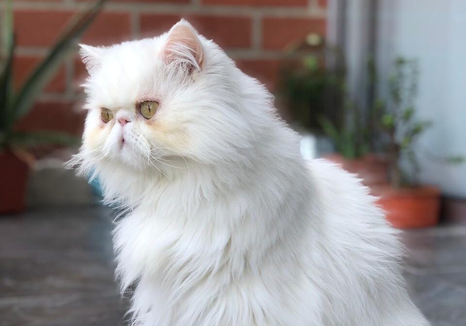 gato zeus – REVISTA CORRIENTES